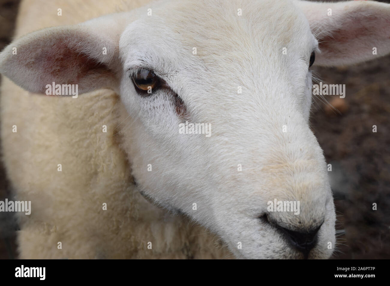 rare breed sheep Stock Photo - Alamy