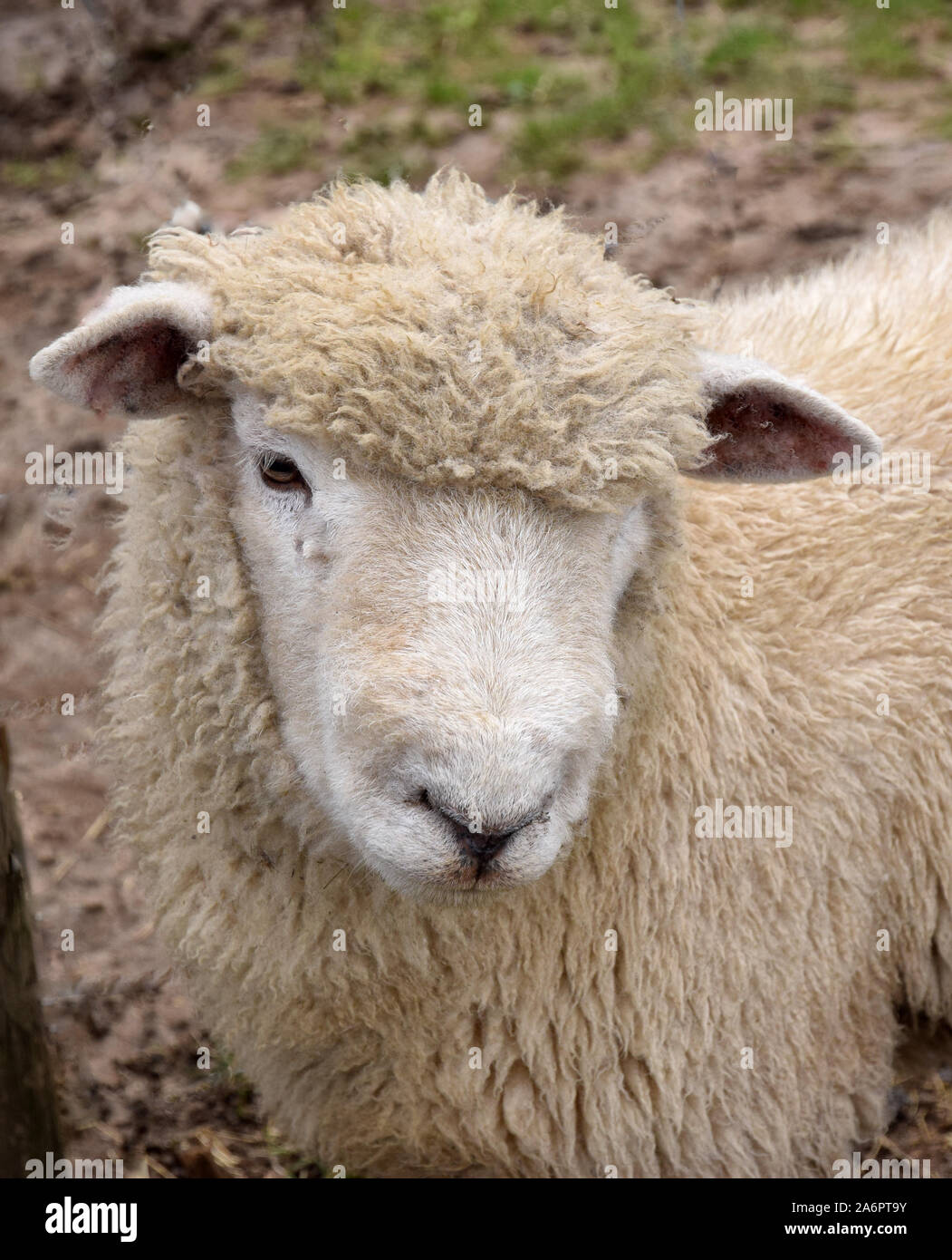 rare breed sheep Stock Photo - Alamy