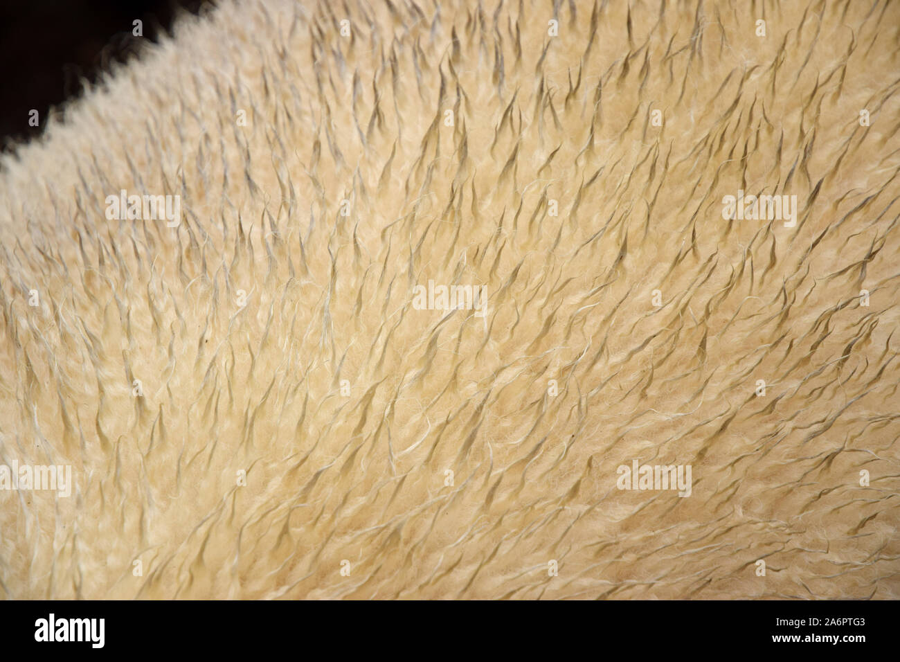 Full coat sheep hi-res stock photography and images - Alamy