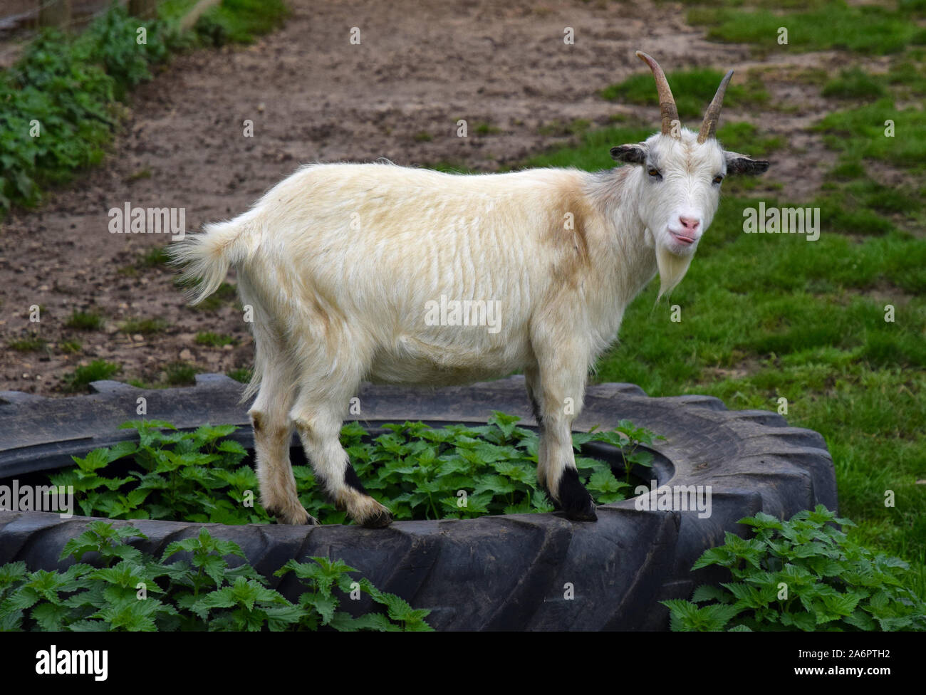 Goatee beard hi-res stock photography and images - Alamy