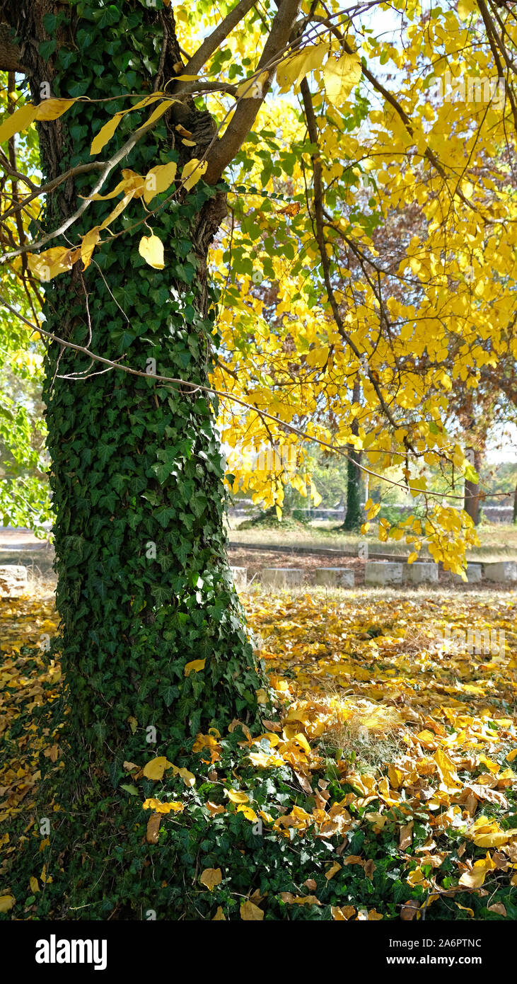 Beautiful colored tree in the fall Stock Photo - Alamy