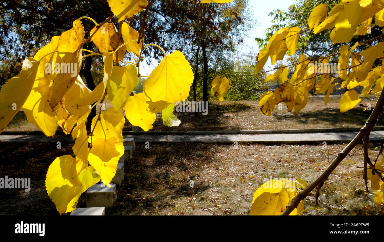 A little ladybug picks up the last rays of the sun in the fall Stock ...