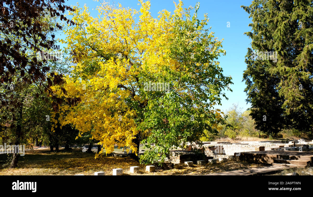 A colorful tree in the fall that makes you admire the magic of nature ...