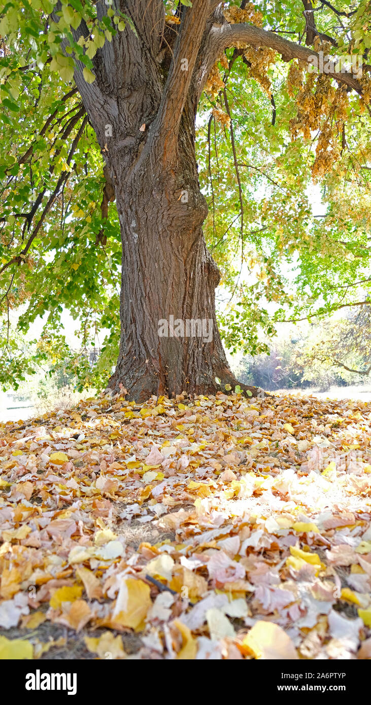 Beautiful autumn fairy tale suitable for background Stock Photo - Alamy