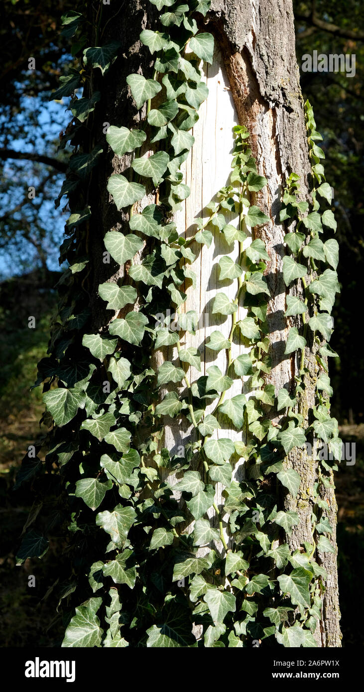 Autumn ivy texture wrapped around a tree. There are parasitic creatures ...