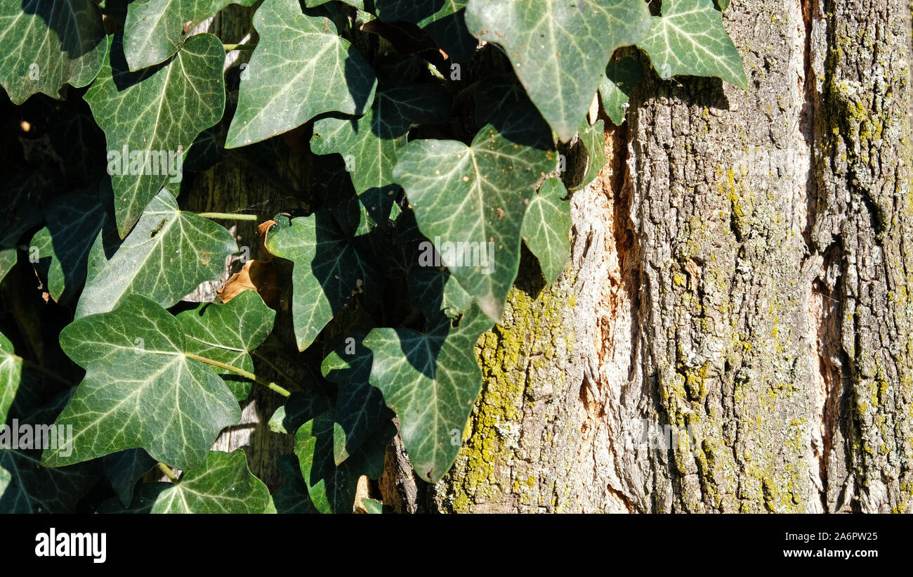 Autumn ivy texture wrapped around a tree Stock Photo - Alamy