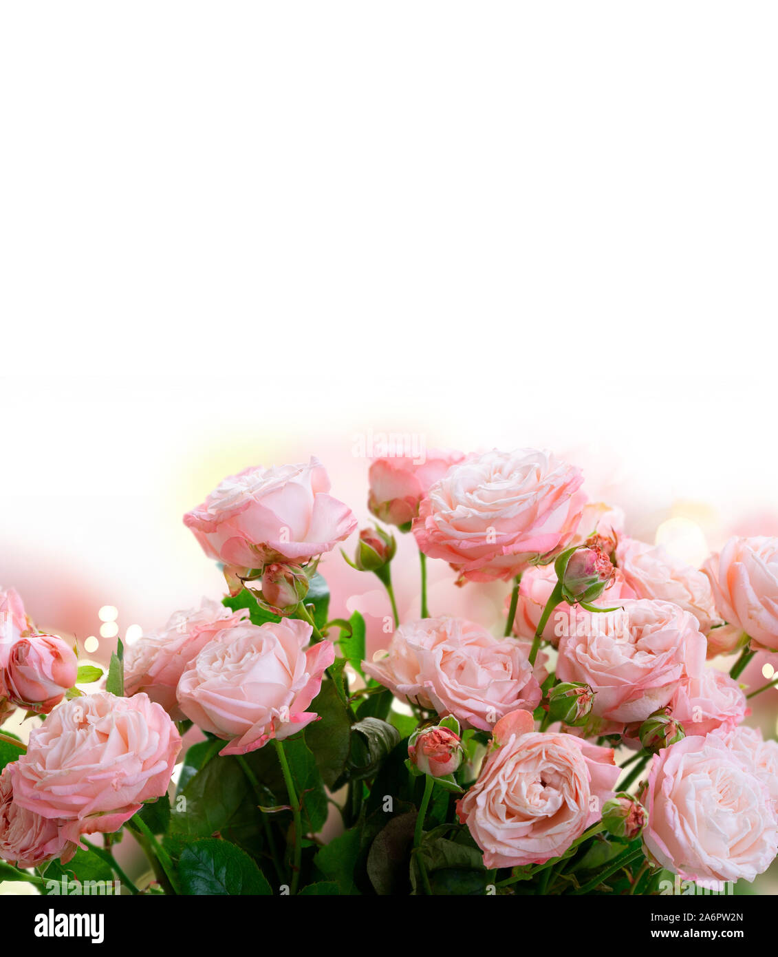 fresh rose flowers Stock Photo - Alamy