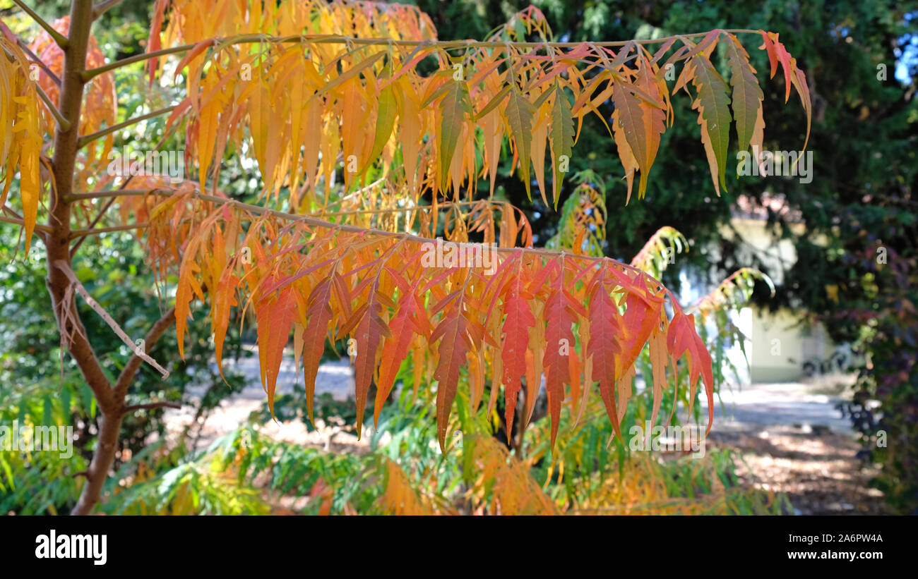 Magic plant hi-res stock photography and images - Alamy