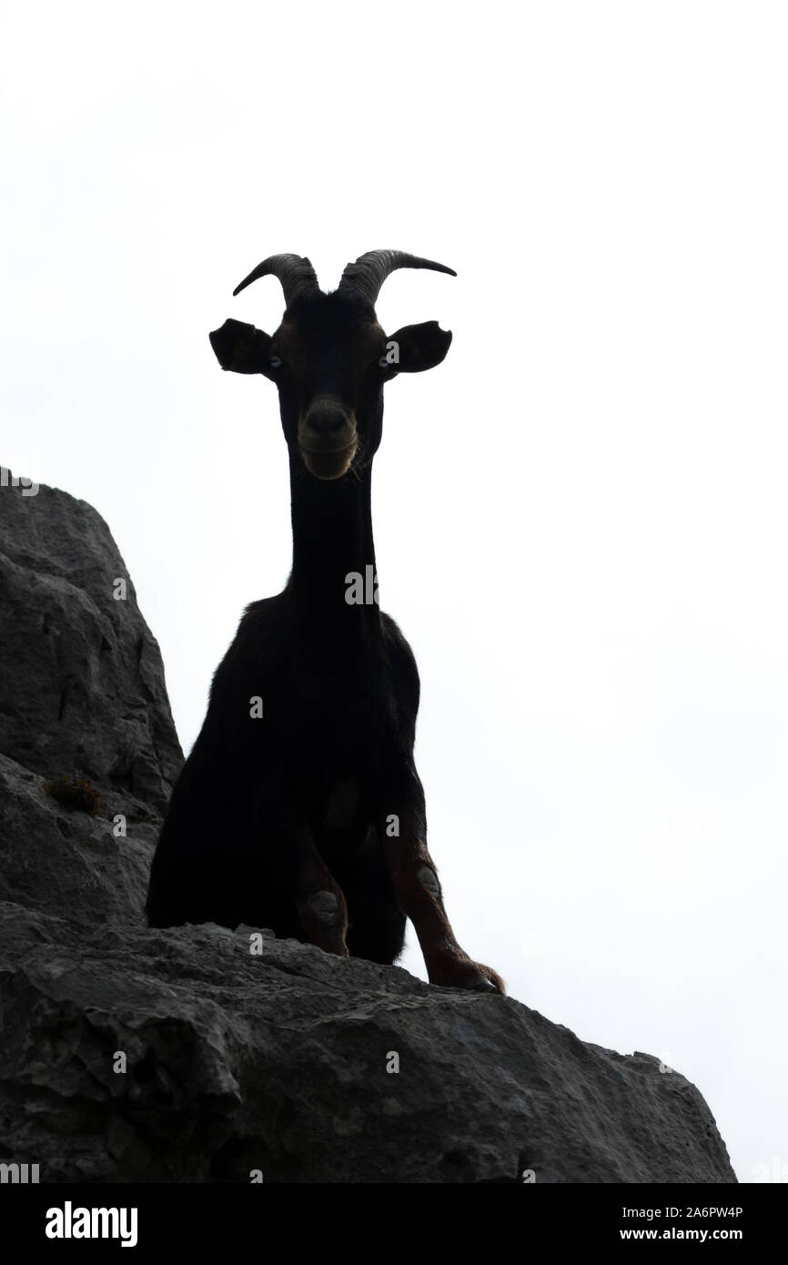 Goat position hi-res stock photography and images - Alamy