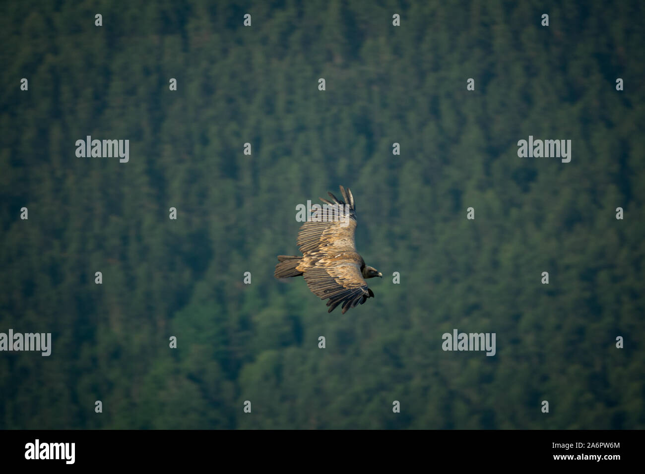 Vulture flying high altitude hi-res stock photography and images - Alamy