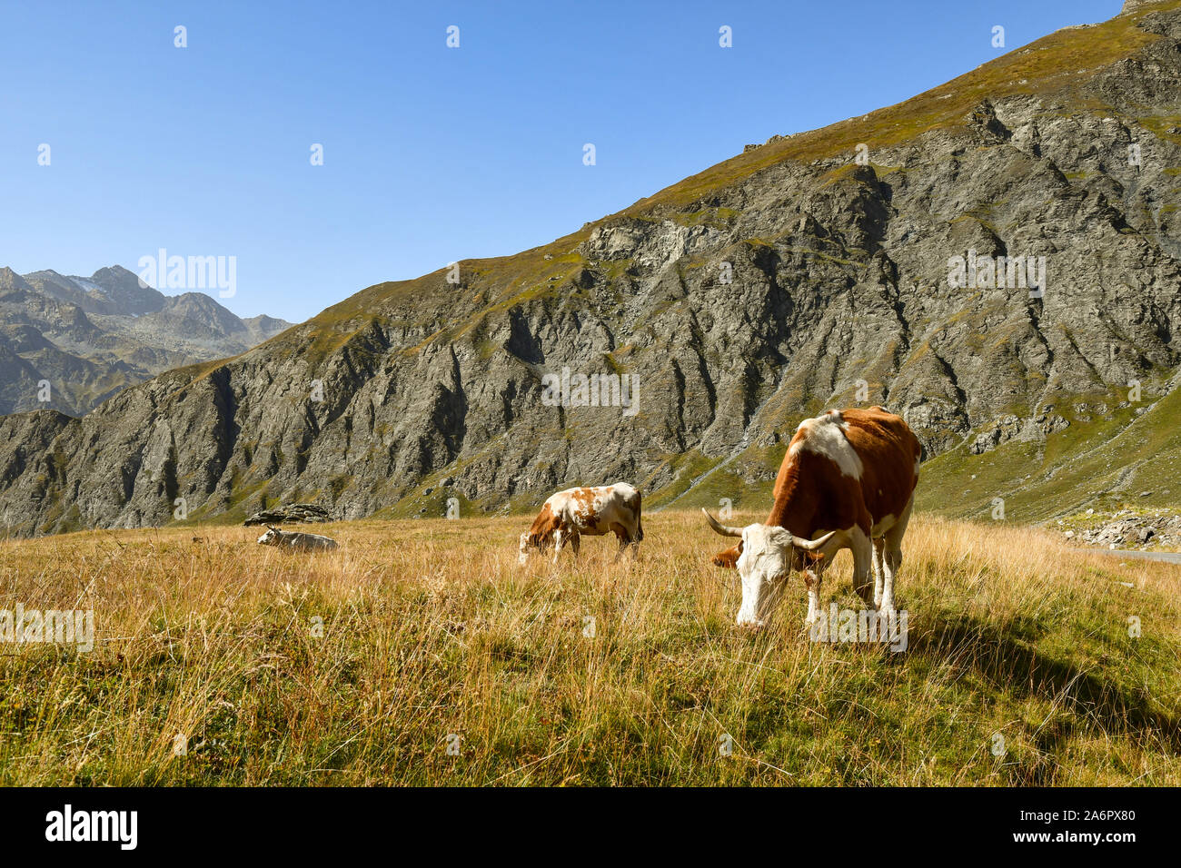 Scenic view of a high mountain landscape with cows grazing in a pasture ...