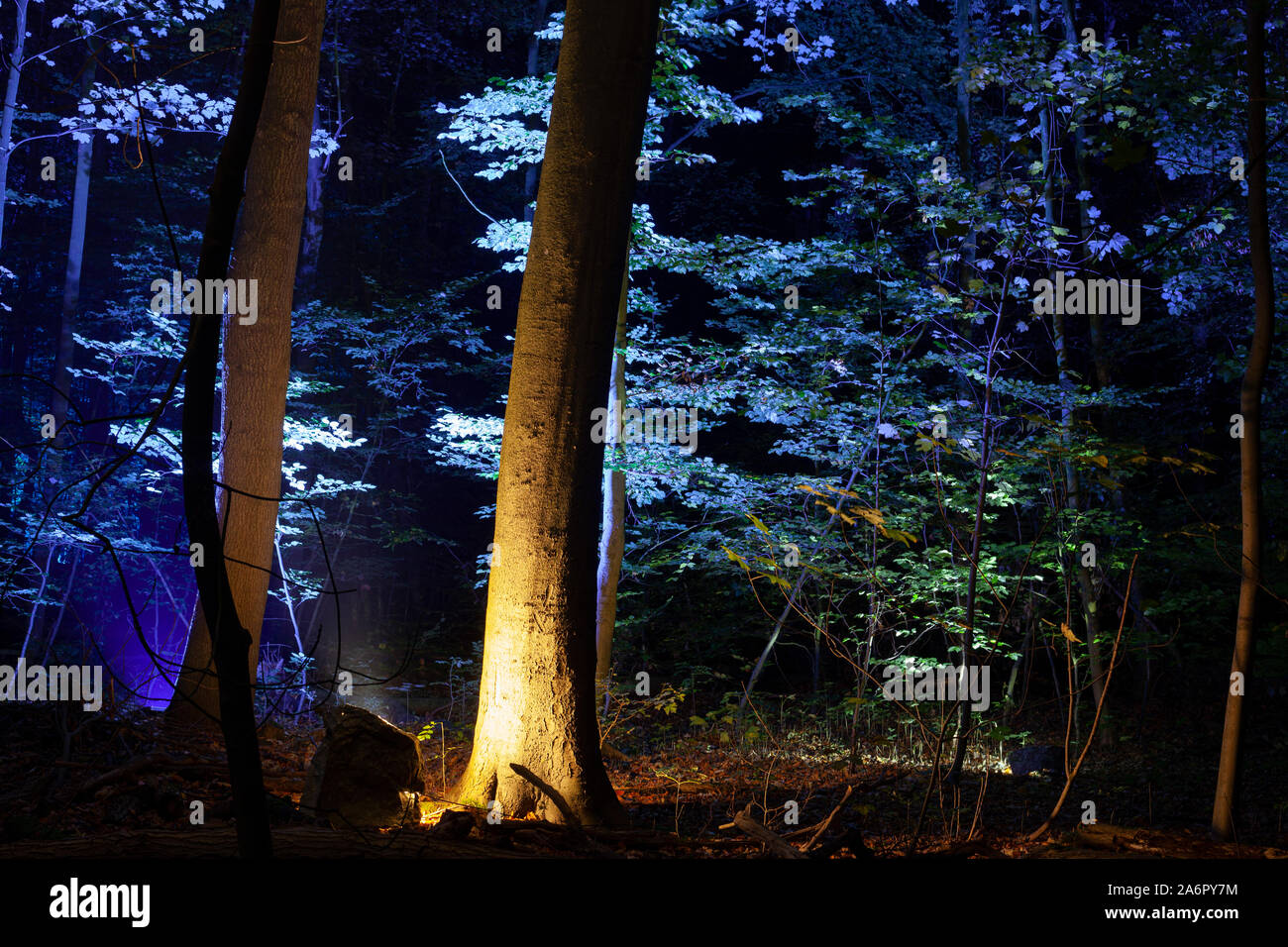 Scary Trees At Night