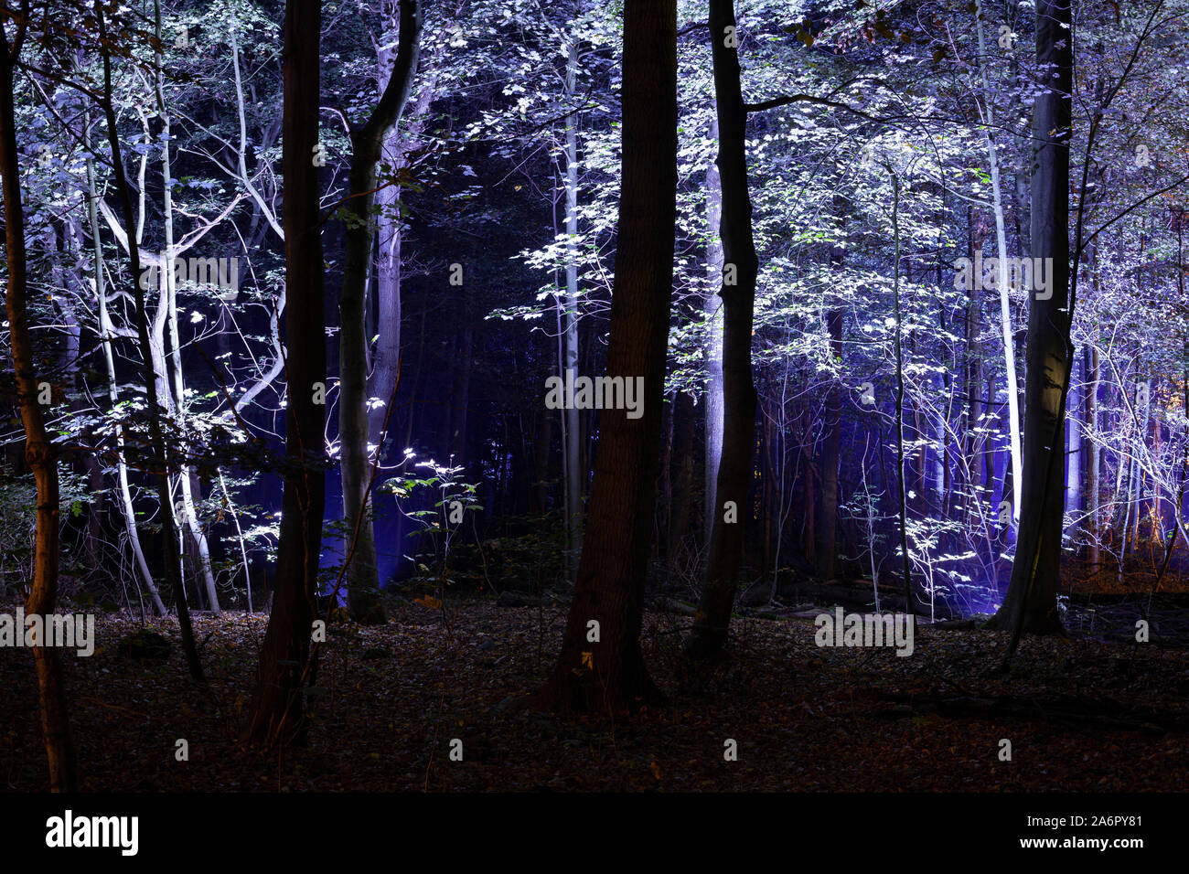 Fantasy Fairy Forest Magic Dark Night Mystic. Fairy tale spooky looking ...