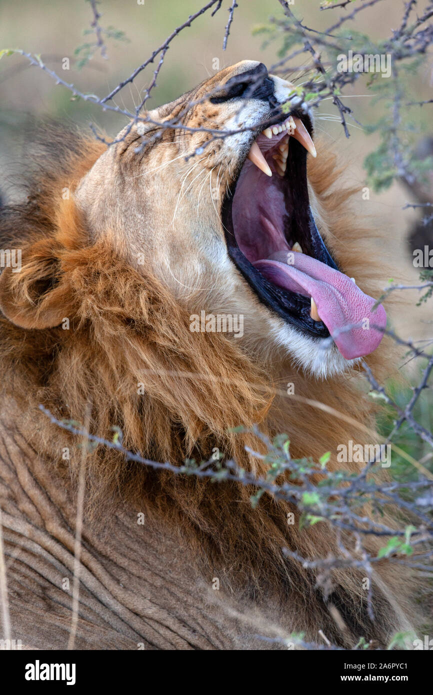 A mature male lion (Panthera leo) in the Savuti Region of Botswana ...