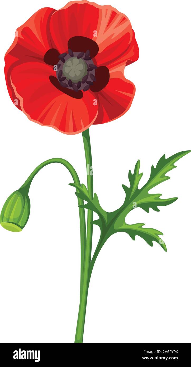 Vector red poppy with stem isolated on a white background Stock Vector ...