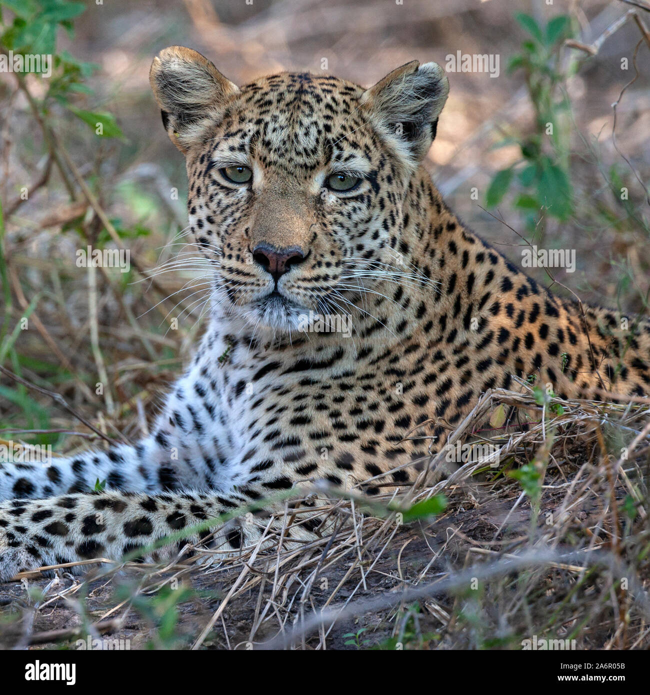 Adult female leopard panthera pardus hi-res stock photography and ...