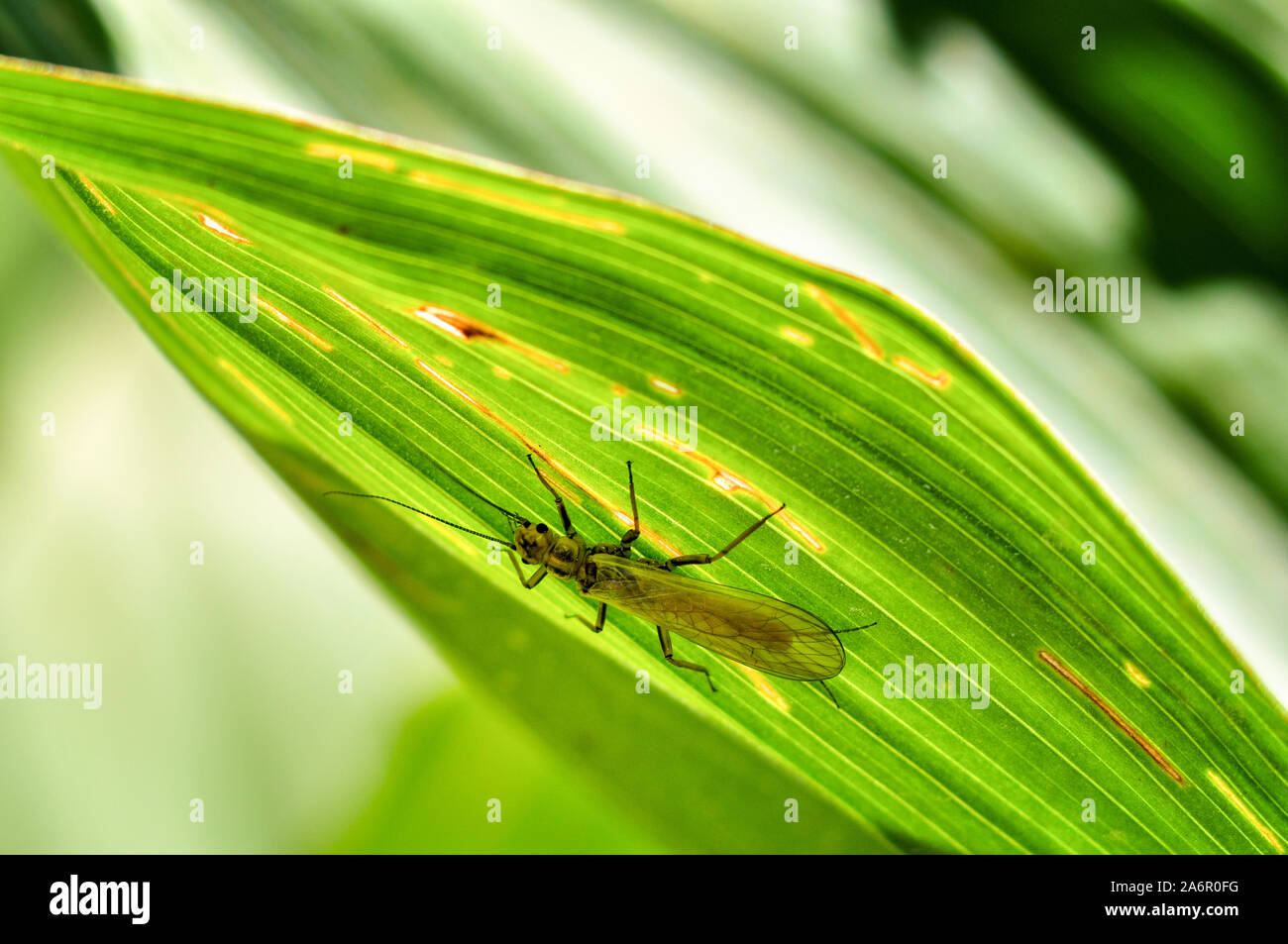 small insect under a leaf close up Stock Photo - Alamy