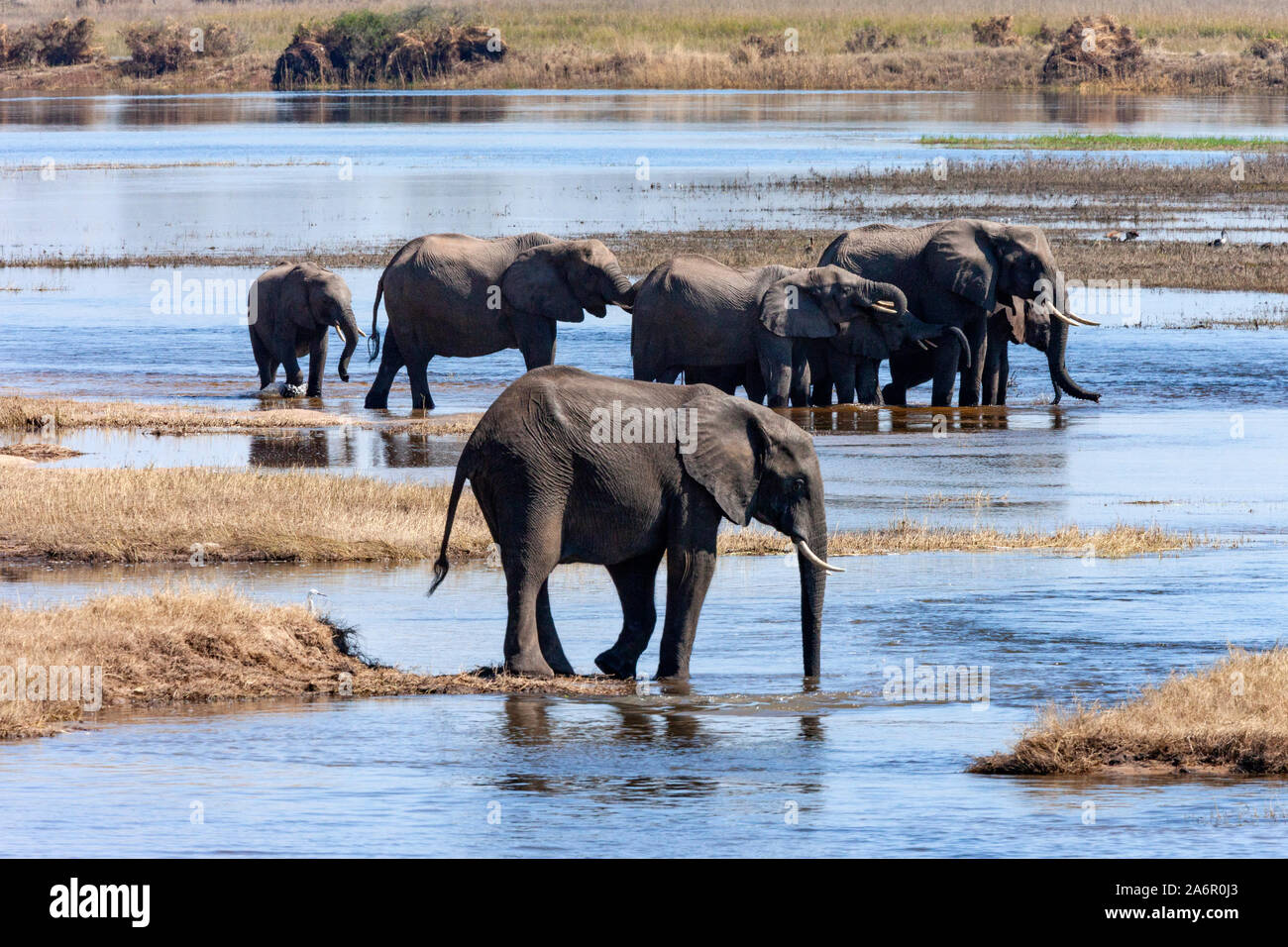 Group of African Elephants (Loxodonta africana) in the Chobe River in ...