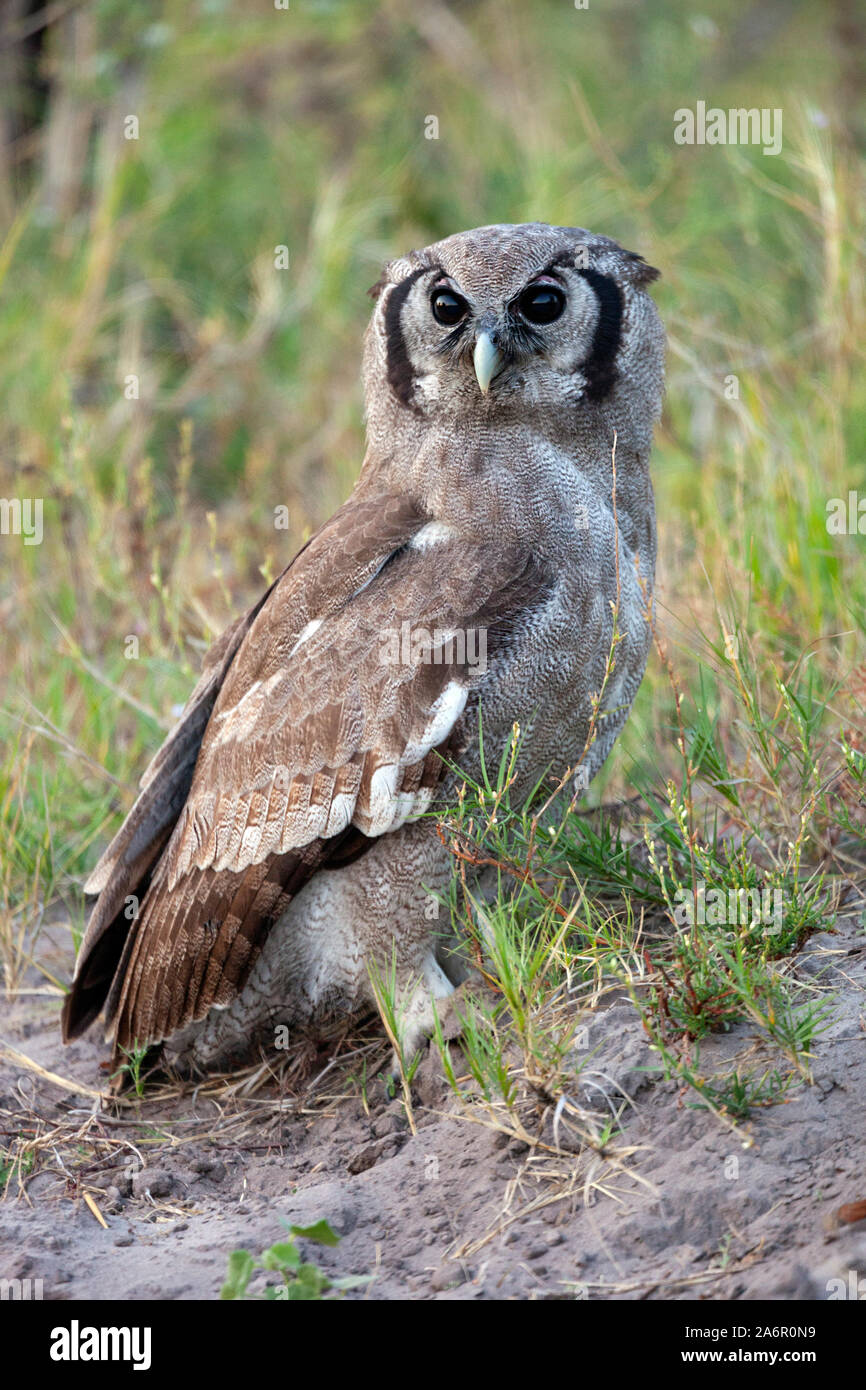 African Marsh Owl (Asio capensis) in the Savuti region of northern ...