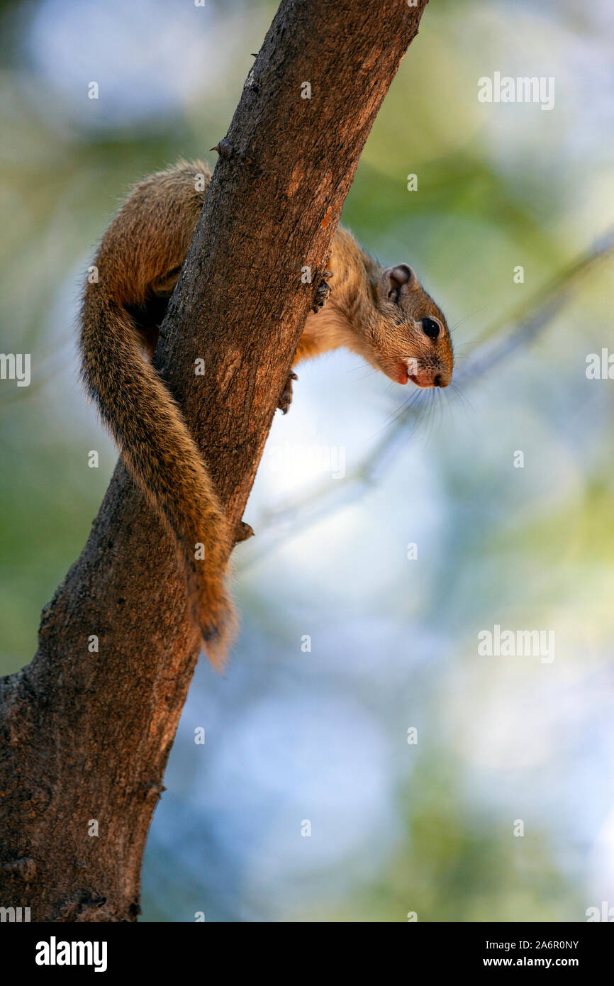 African Tree Squirrel (Xerus inauris) Okavango Delta in Botswana ...