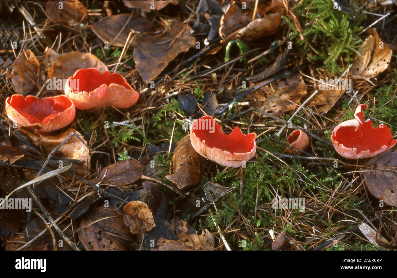 FUNGI; SCARLET ELF CAP; SARCOSCYPHA COCCINEA Stock Photo - Alamy