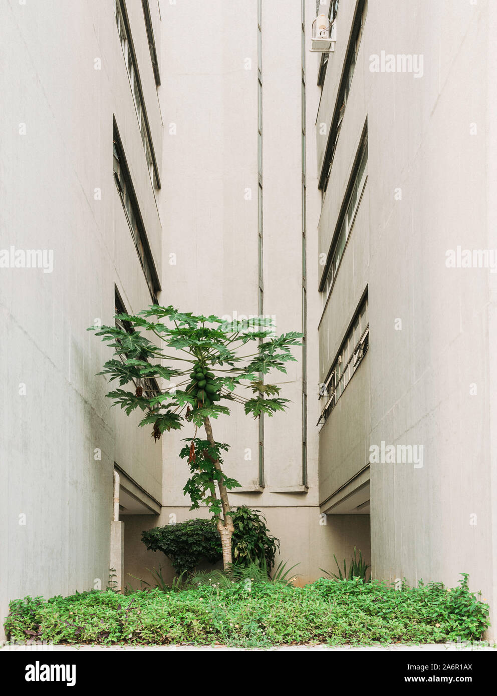 Papaya tree growing between buildings Stock Photo - Alamy