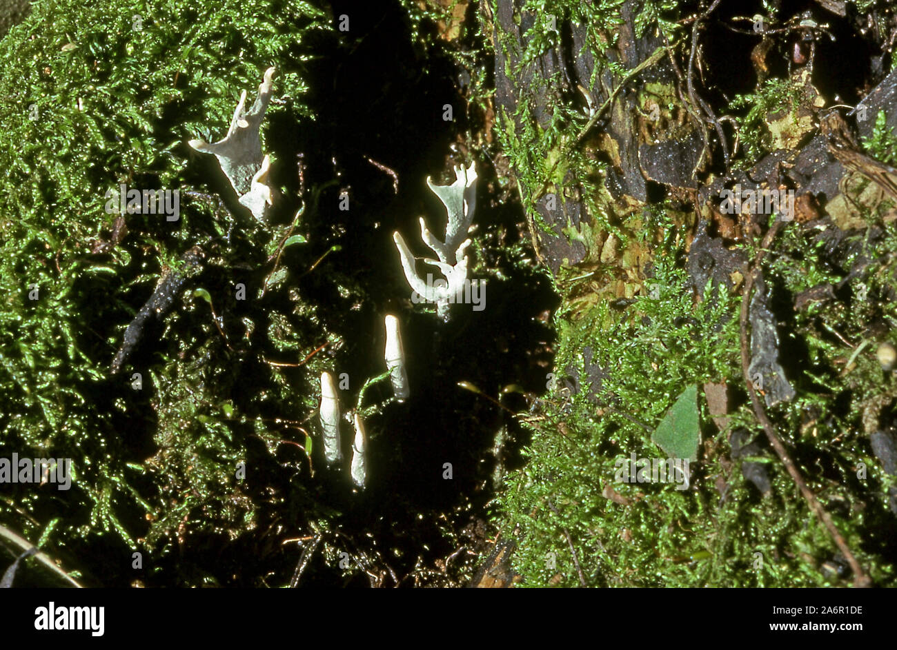 FUNGI; STAG'S HORN FUNGUS ; XYLARIA HYPOXYLON Stock Photo - Alamy