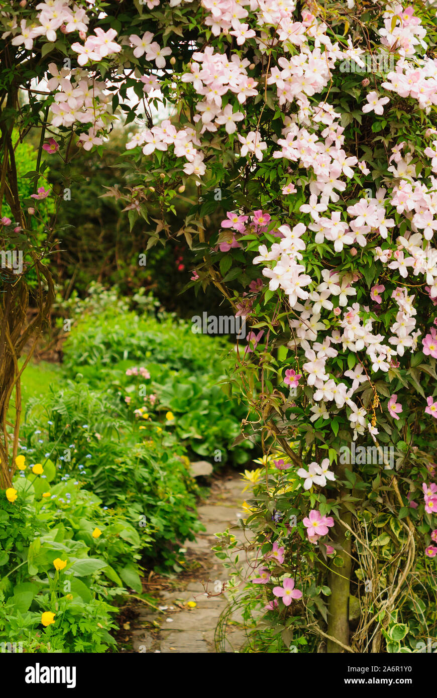 Clematis montana trellis hi-res stock photography and images - Alamy