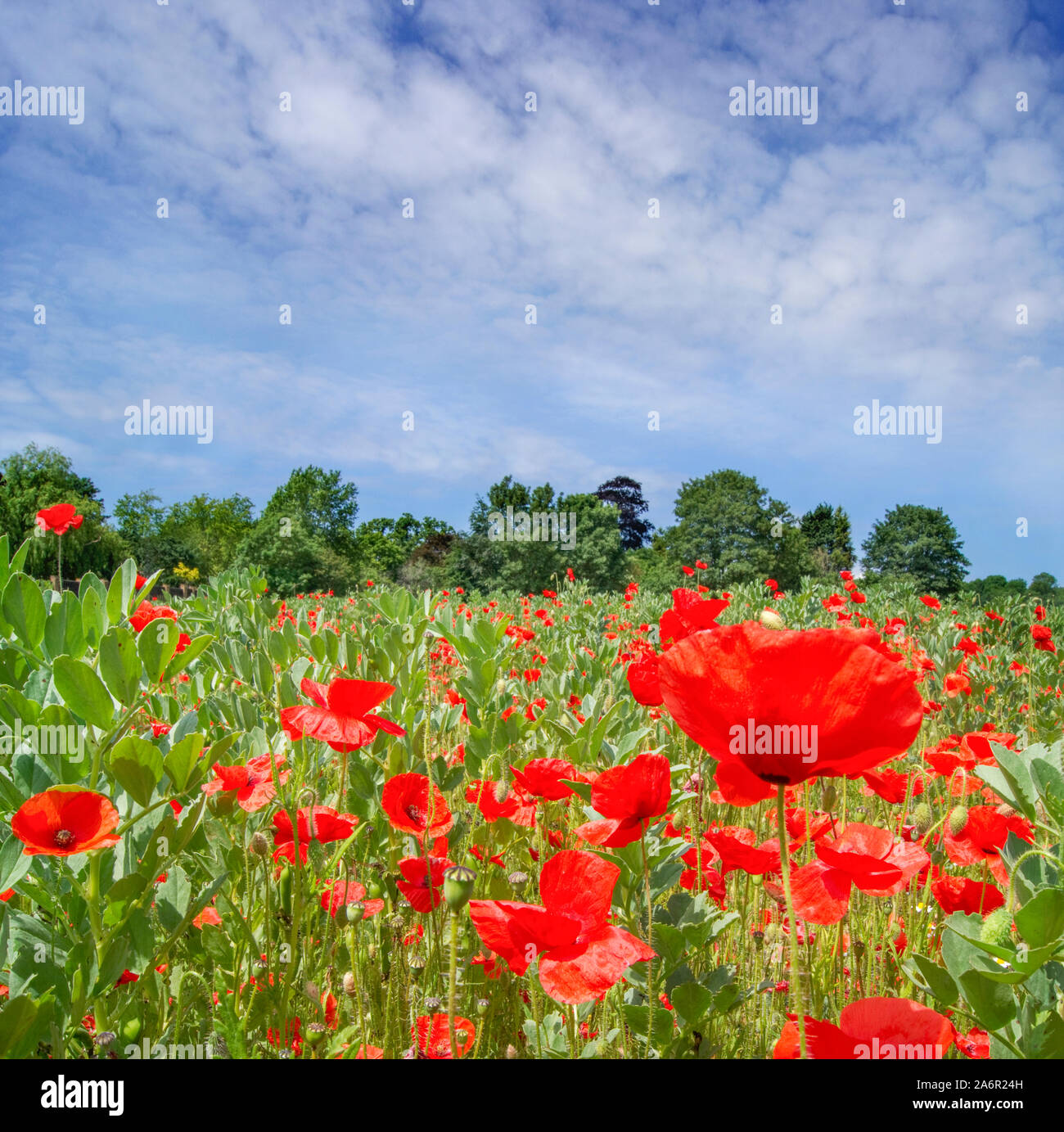 Poppy flowers meadow uk blue sky hi-res stock photography and images ...