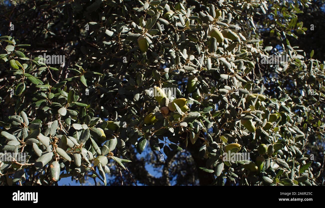 Quercus Suber Leaf High Resolution Stock Photography and Images - Alamy