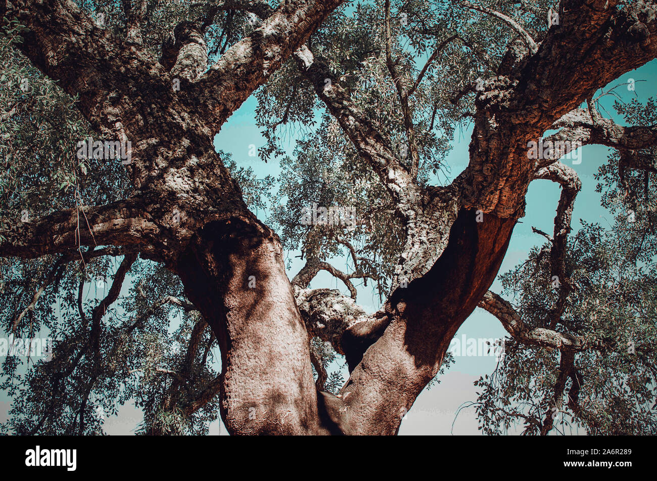 Detail of the trunk of a cork oak (Quercus Suber) in Villanueva del Río y Minas, Seville, Spain ...
