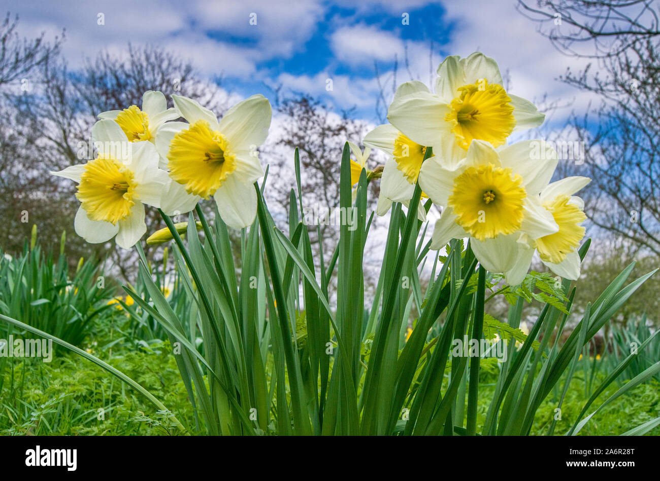 Yellow budding daffodils hi-res stock photography and images - Alamy