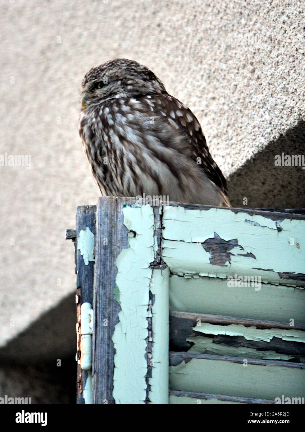 Little Owl on Window Frame Stock Photo - Alamy