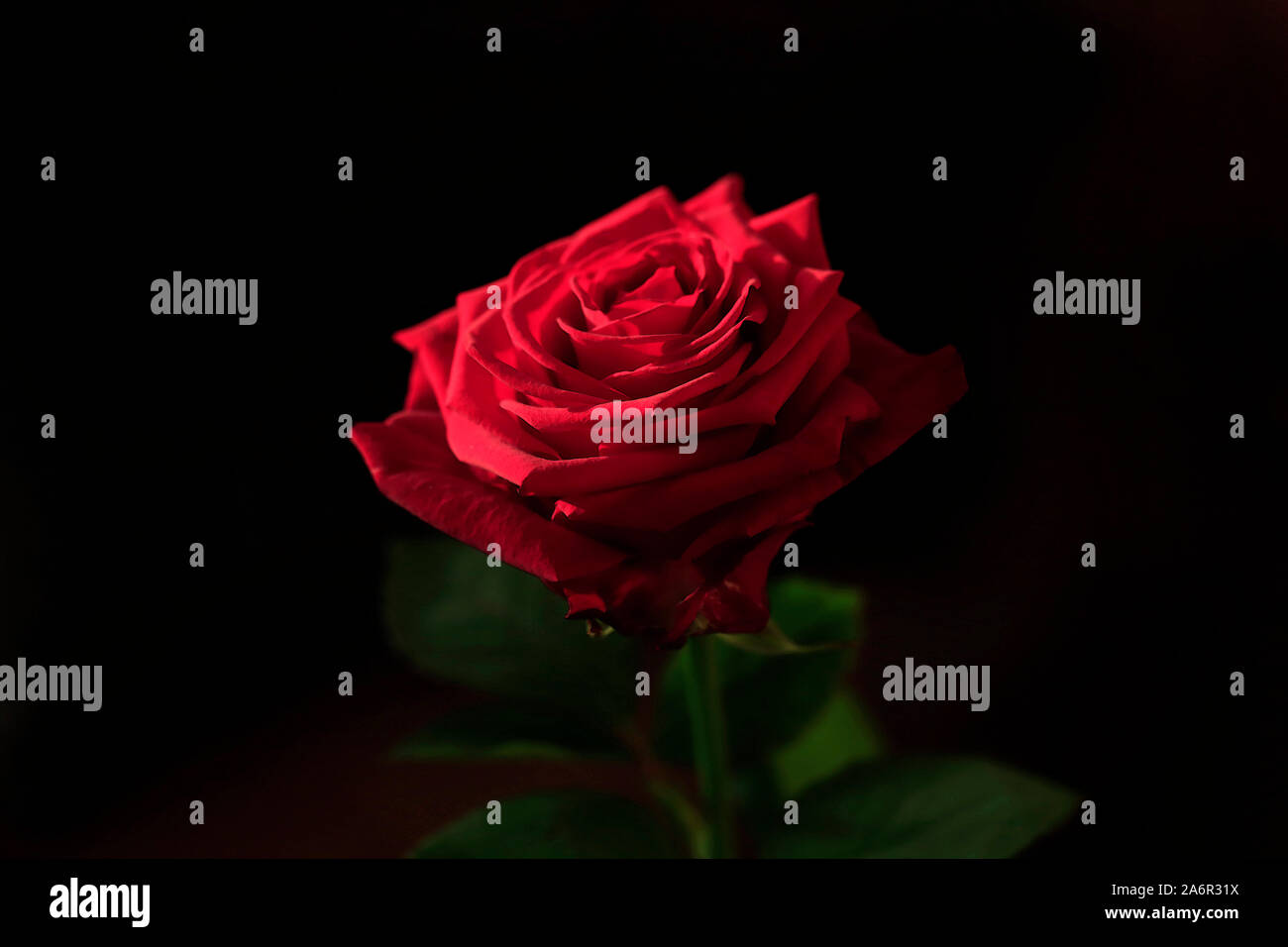 Red rose close up against dark background. Photoshop filtering applied ...