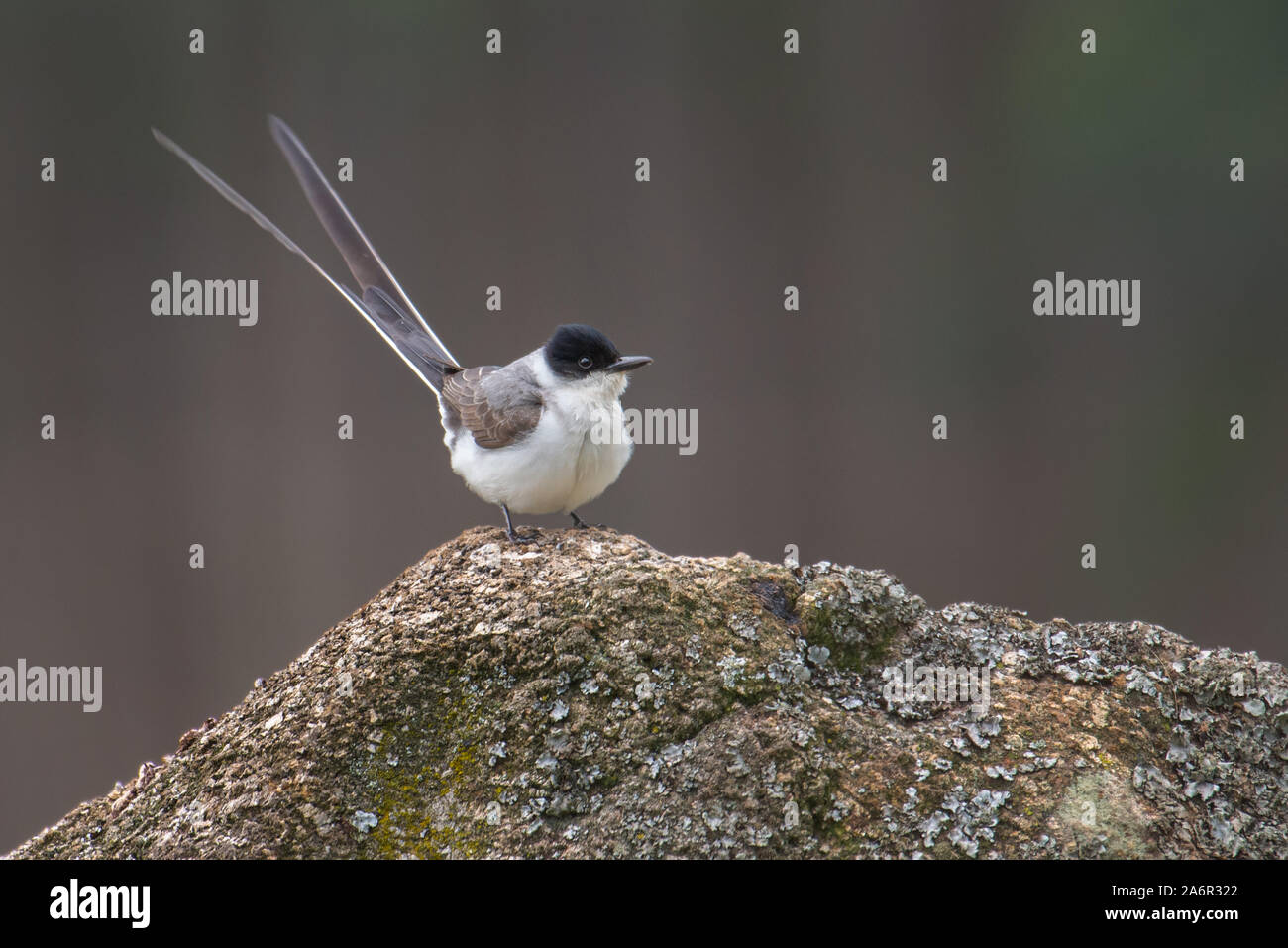 Fork-tailed flycatcher (Tyrannus savana) standing on a rock displaying ...