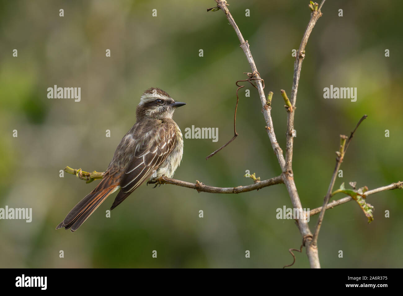 Variegated flycatcher hi-res stock photography and images - Alamy