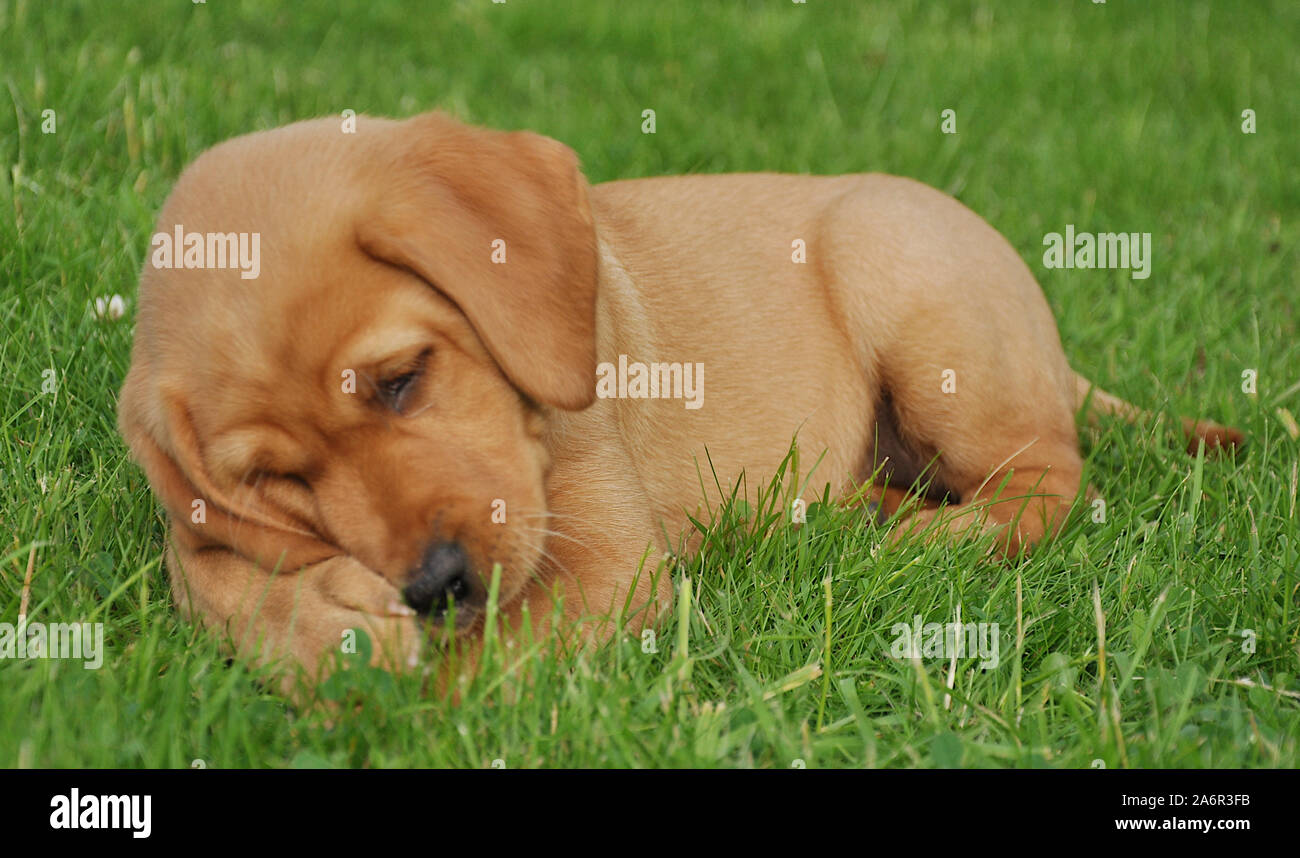 Red Fox Labrador Puppy On Lawn Stock Photo - Alamy