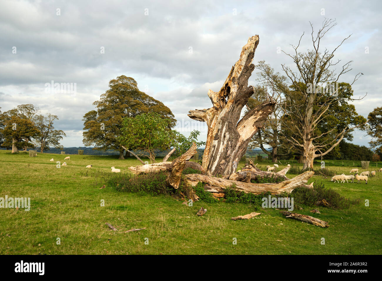 Dead and rotting trees hi-res stock photography and images - Alamy