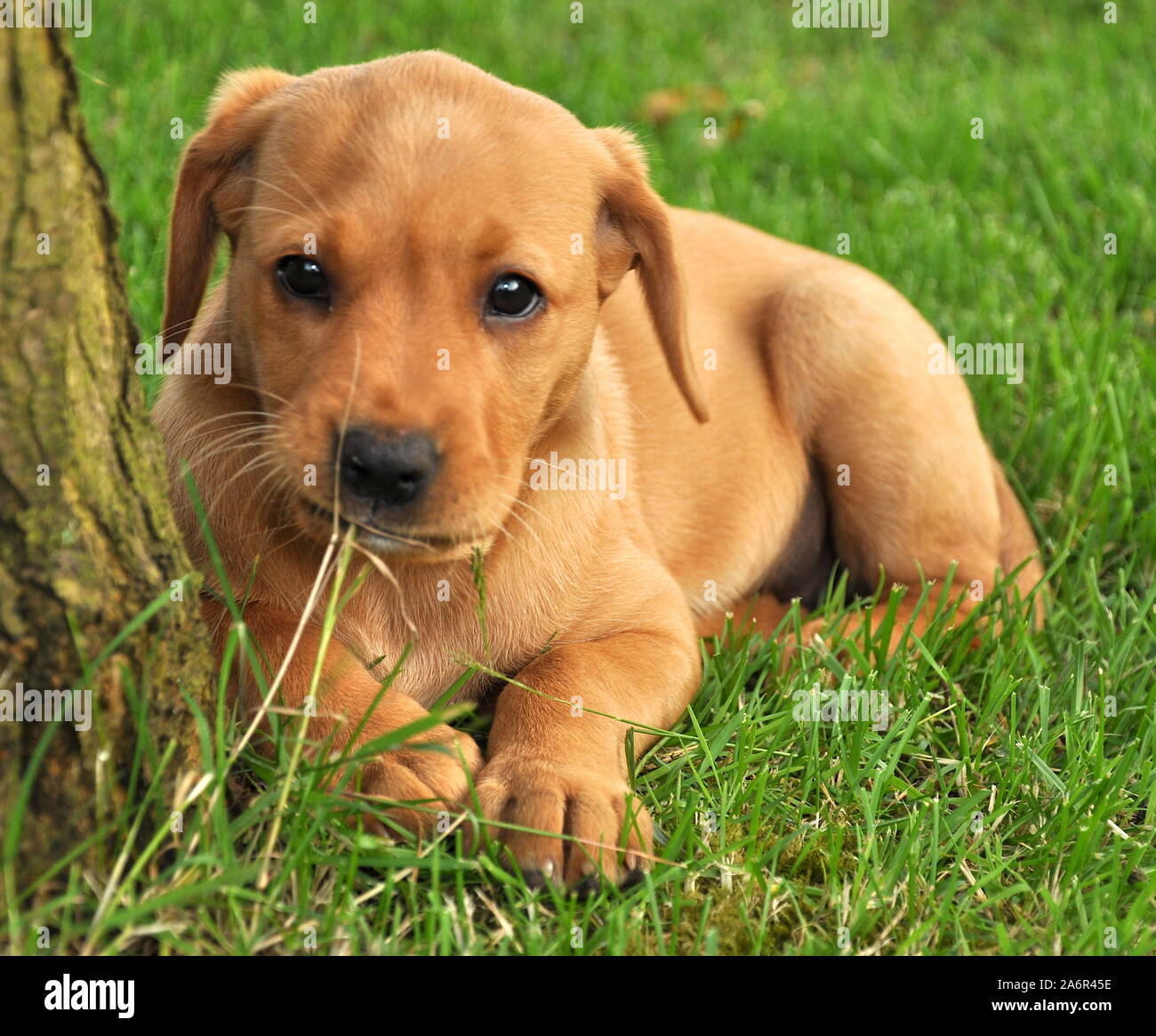 Red Fox Labrador Puppy On Lawn Stock Photo - Alamy