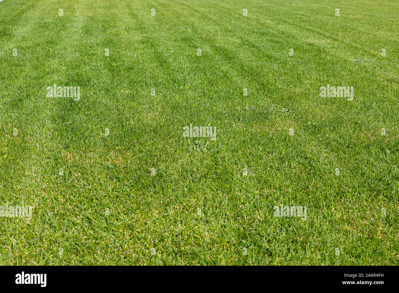 Photo of a fresh cut green grass Stock Photo - Alamy