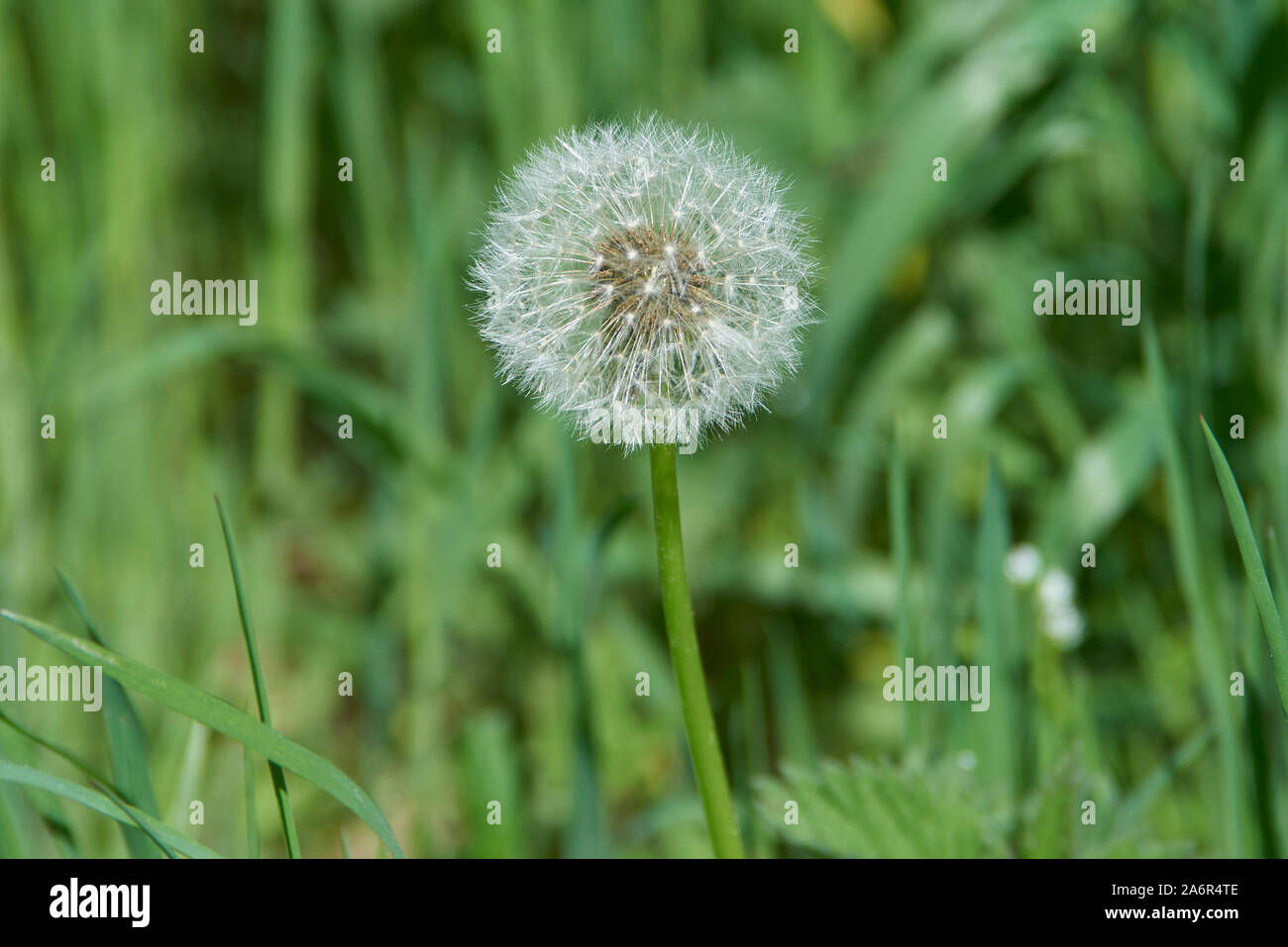 Flowers in the forest Stock Photo - Alamy