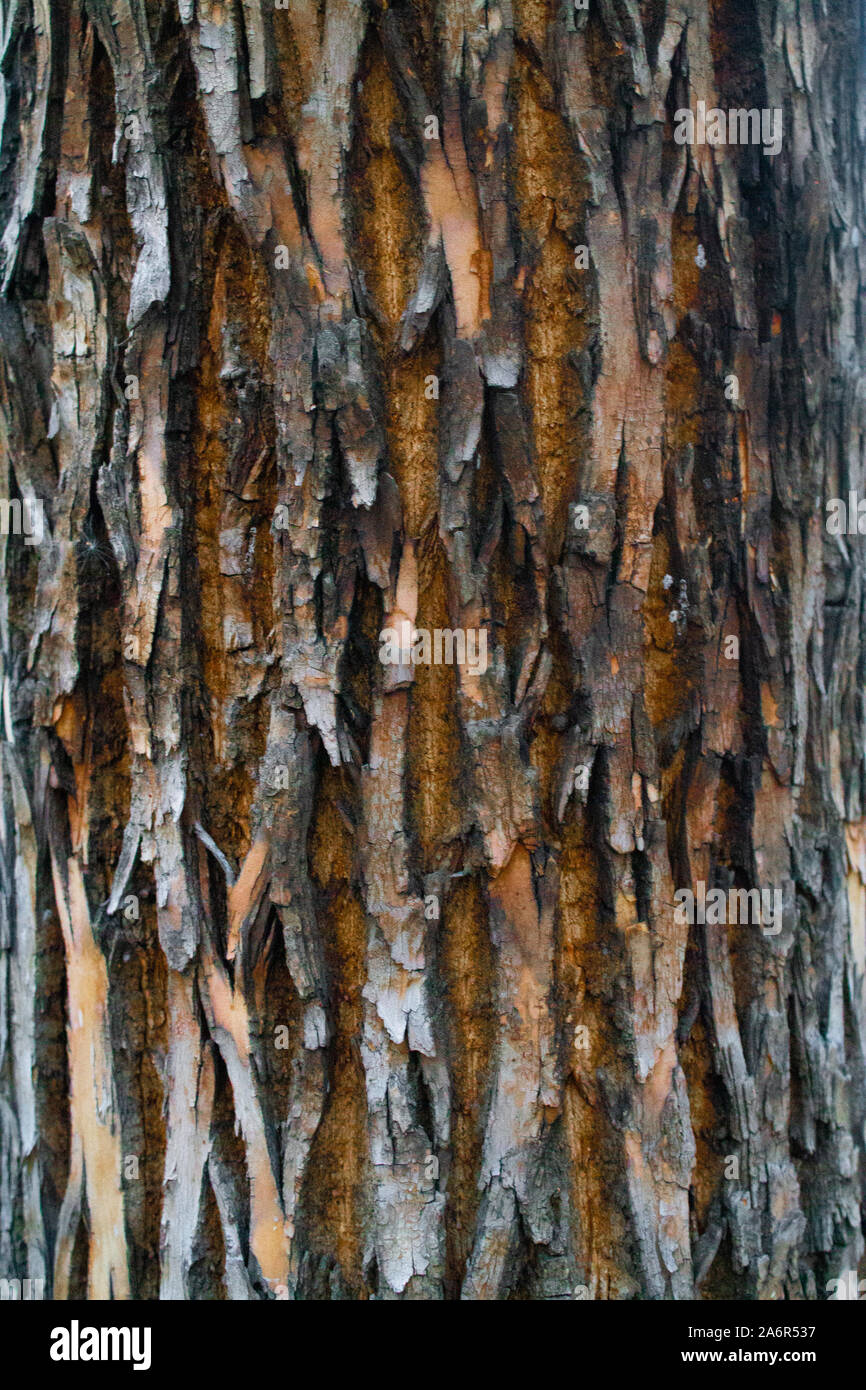 Texture of gray tree bark for 3D modeling. Tree with gray bark Stock ...