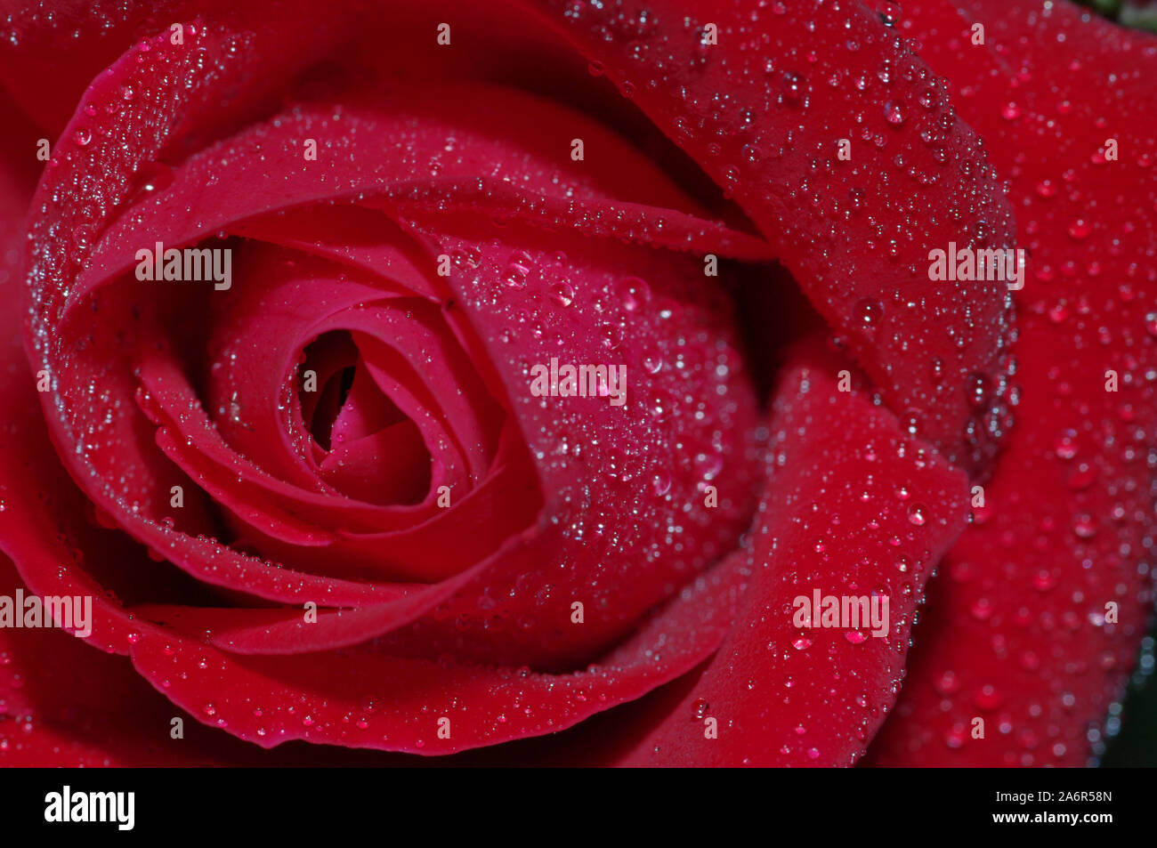 Ose up hi-res stock photography and images - Alamy