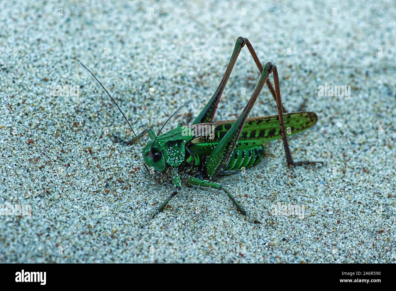 A green, mottled grasshopper sits on the sea sand Stock Photo - Alamy
