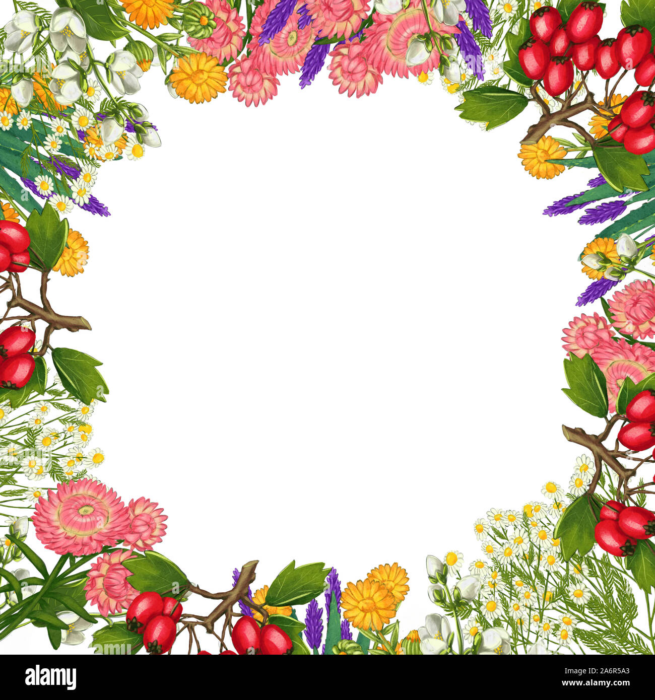 Hand drawn medicinal plant frame. Healing herbs border. isolated on ...