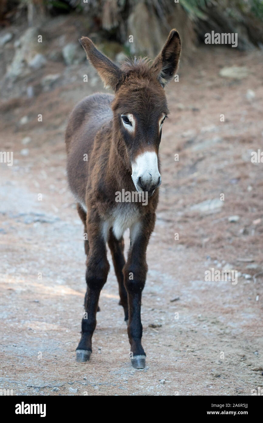 Donkey (Equus africanus asinus Stock Photo - Alamy