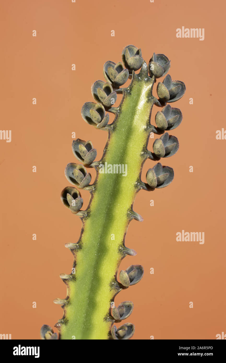 Macro photographie with 90 mm prime lens Stock Photo - Alamy