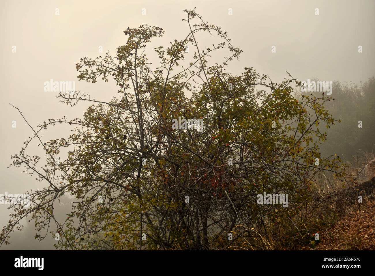 Rose hip plant in the wilderness after the rain with foggy background ...