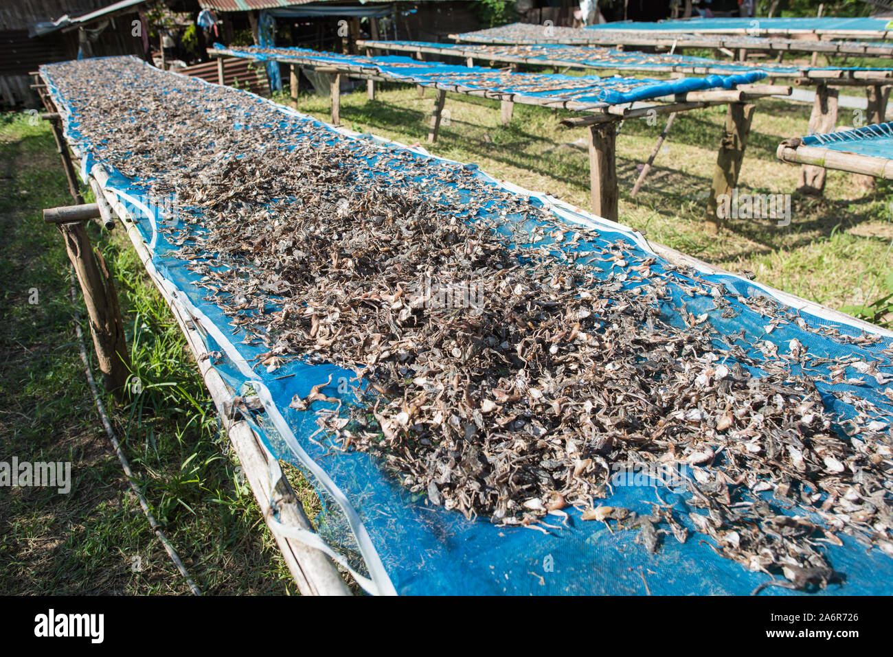 Dried frogs hi-res stock photography and images - Alamy