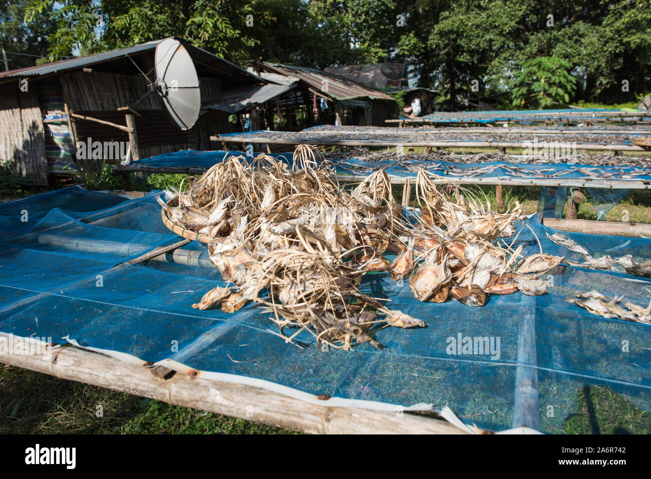 Dried frogs hi-res stock photography and images - Alamy